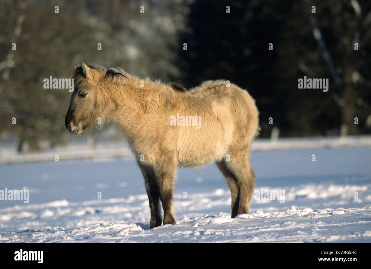 Pony di razza in via di estinzione immagini e fotografie stock ad alta ...