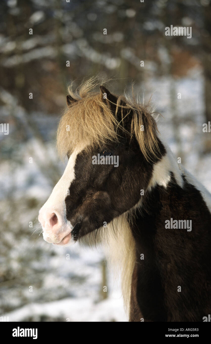 Cavallo bianco con macchie marroni immagini e fotografie stock ad alta ...