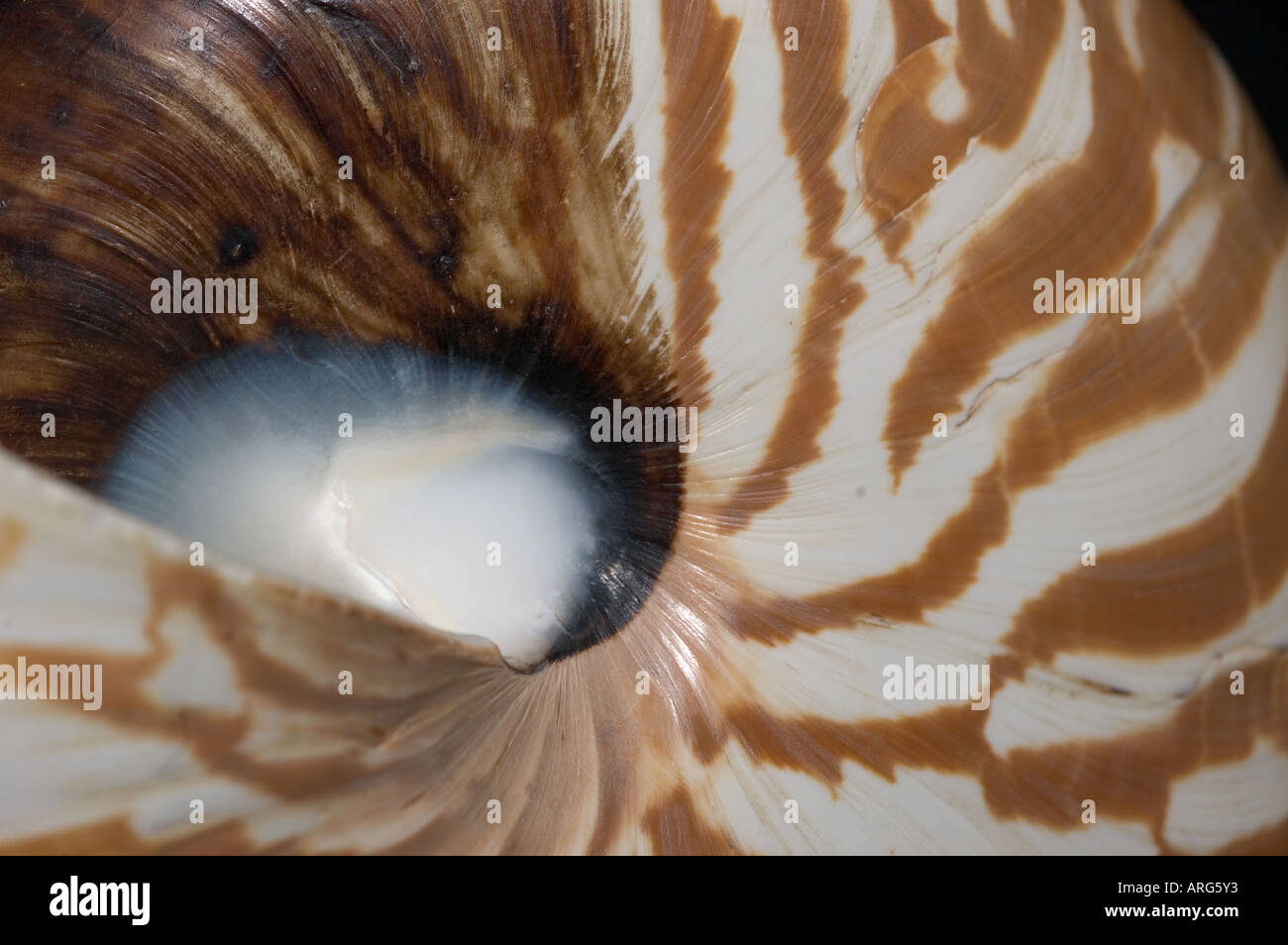 Stromb shell immagini e fotografie stock ad alta risoluzione - Alamy