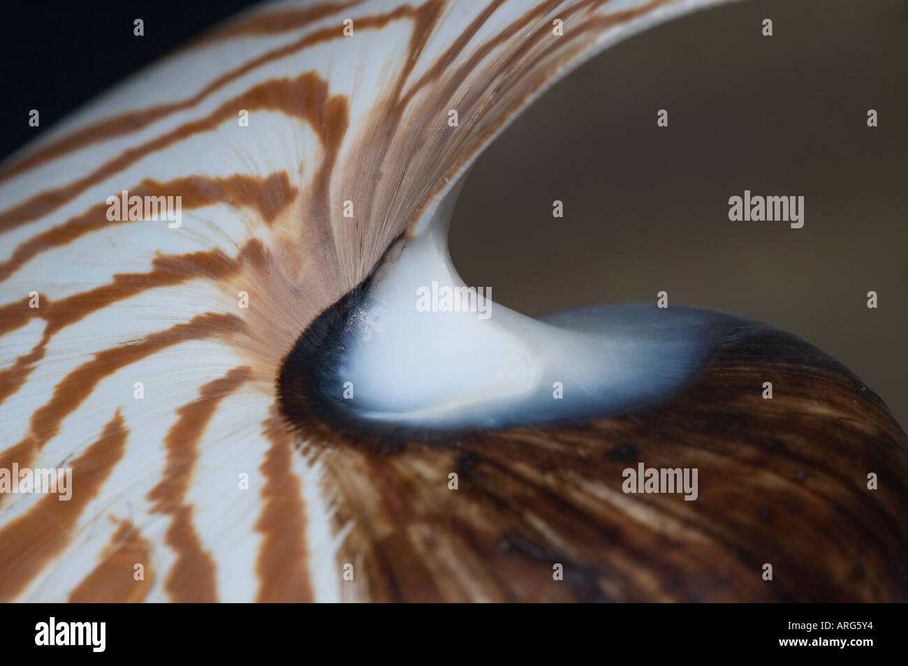 Stromb shell immagini e fotografie stock ad alta risoluzione - Alamy