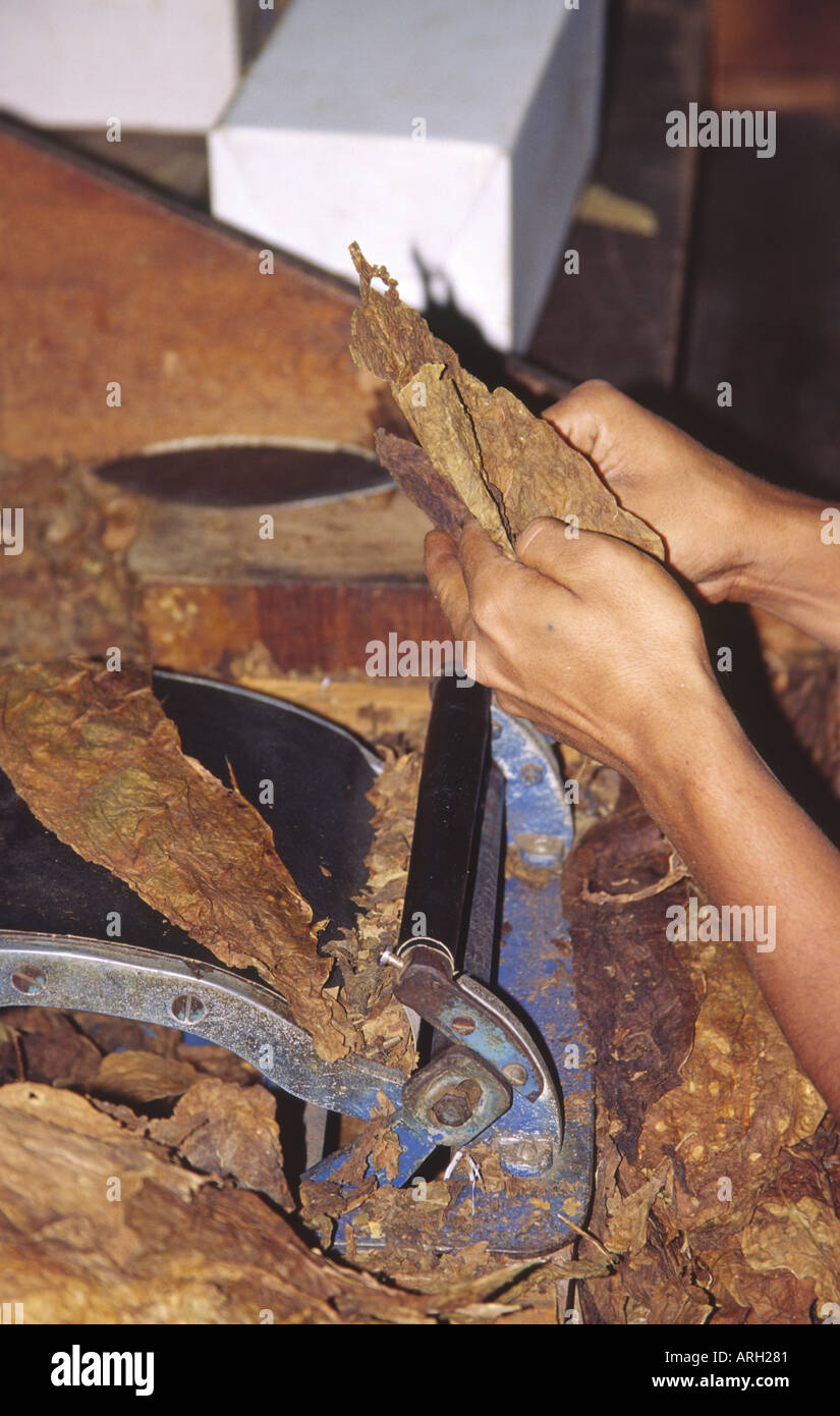 Sigari nicaragua immagini e fotografie stock ad alta risoluzione - Alamy