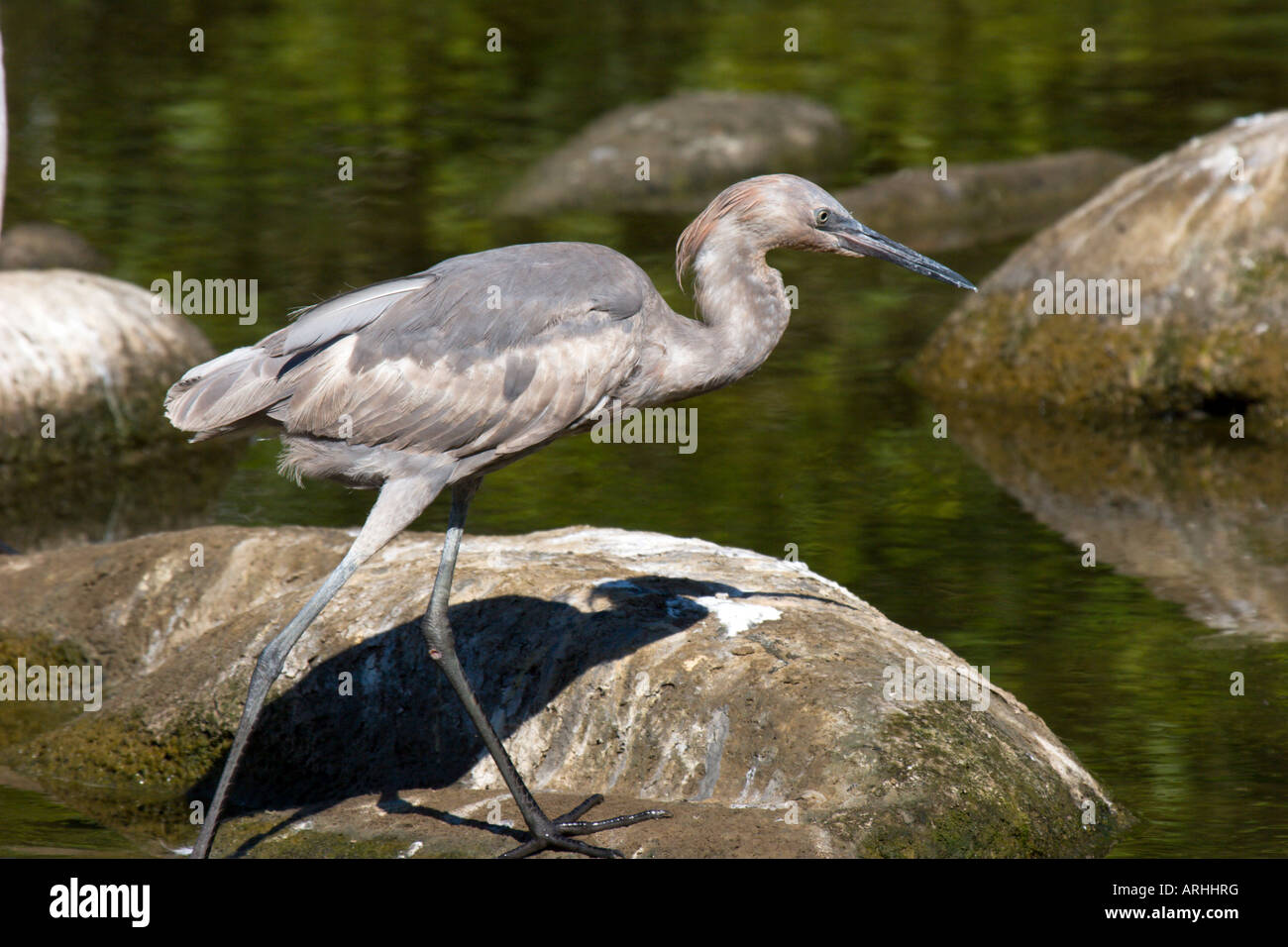 Garzetta rossastra immagini e fotografie stock ad alta risoluzione - Alamy
