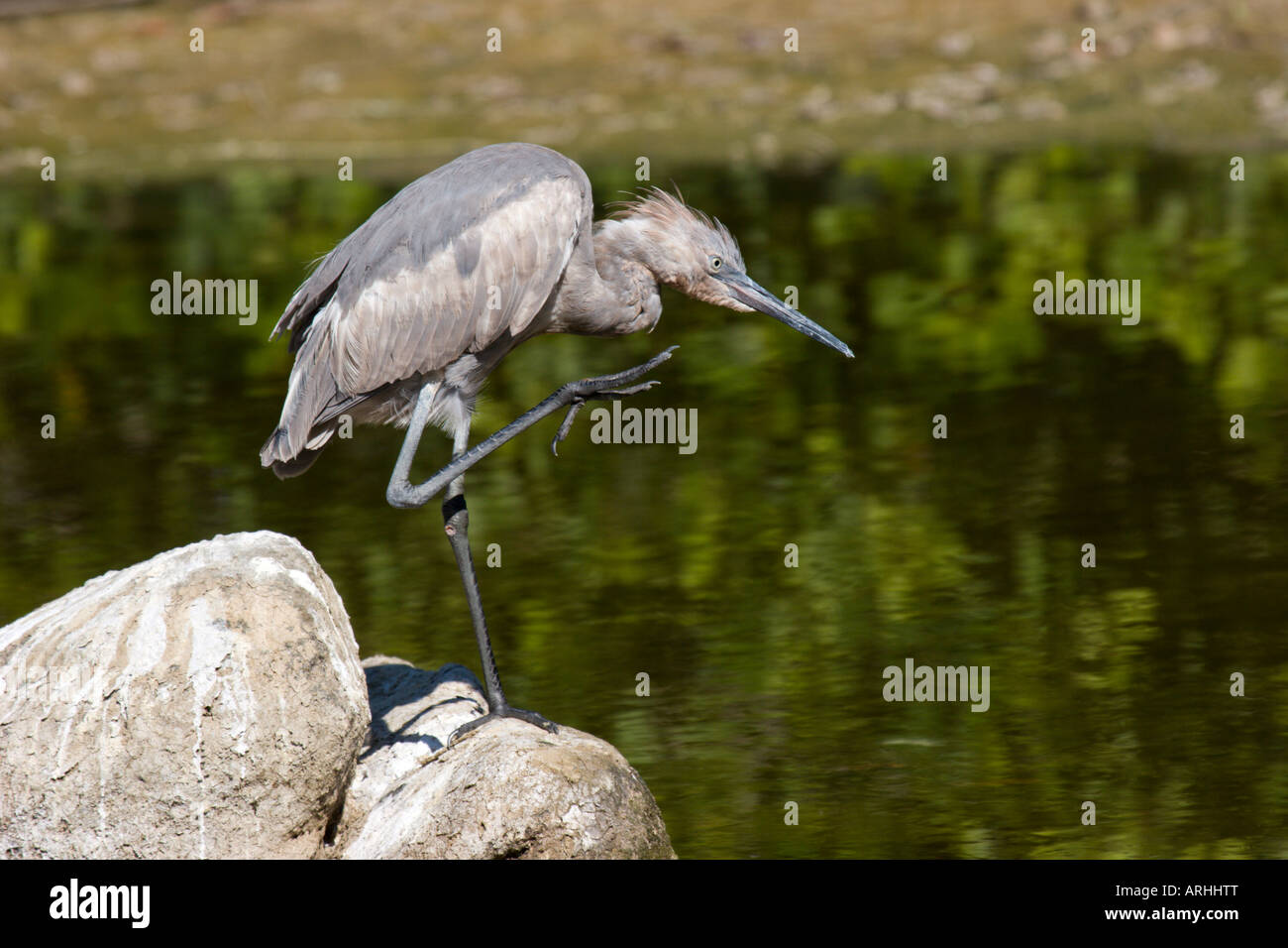 Garzetta rossastra immagini e fotografie stock ad alta risoluzione - Alamy