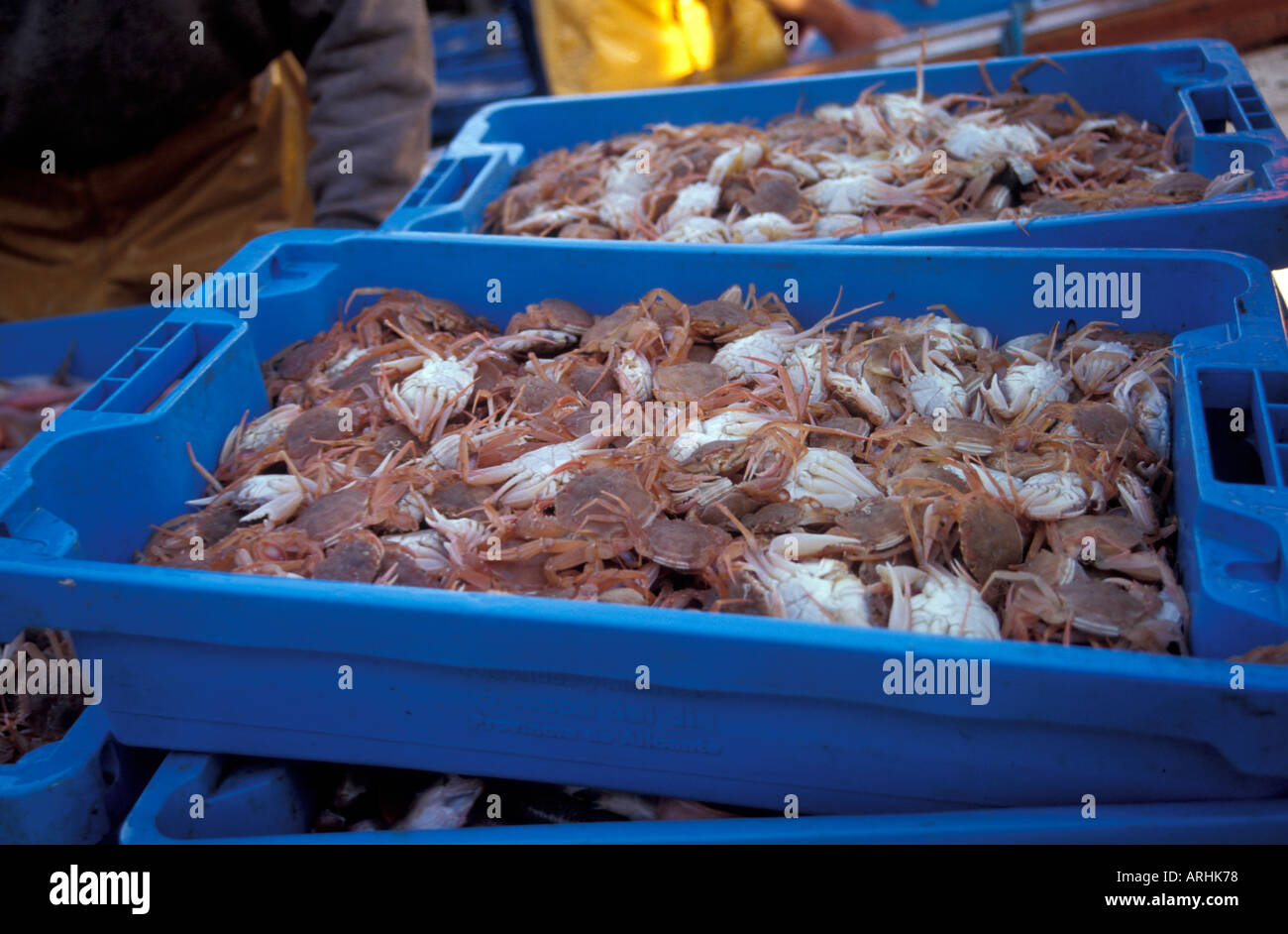 Asta di pesce spagna valencia immagini e fotografie stock ad alta ...