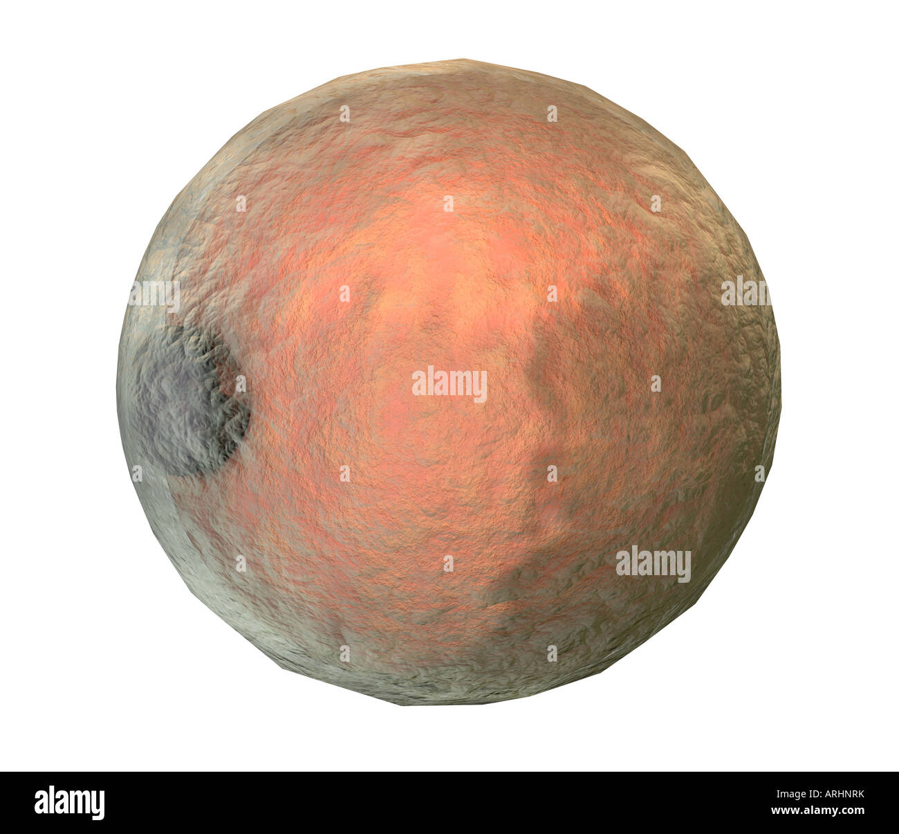 Anatomia cellebrare Immagini senza sfondo e Foto Stock ritagliate - Alamy