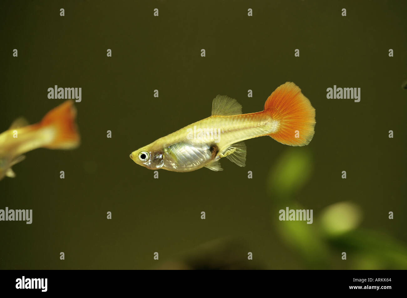Guppys poecilia reticulata immagini e fotografie stock ad alta ...