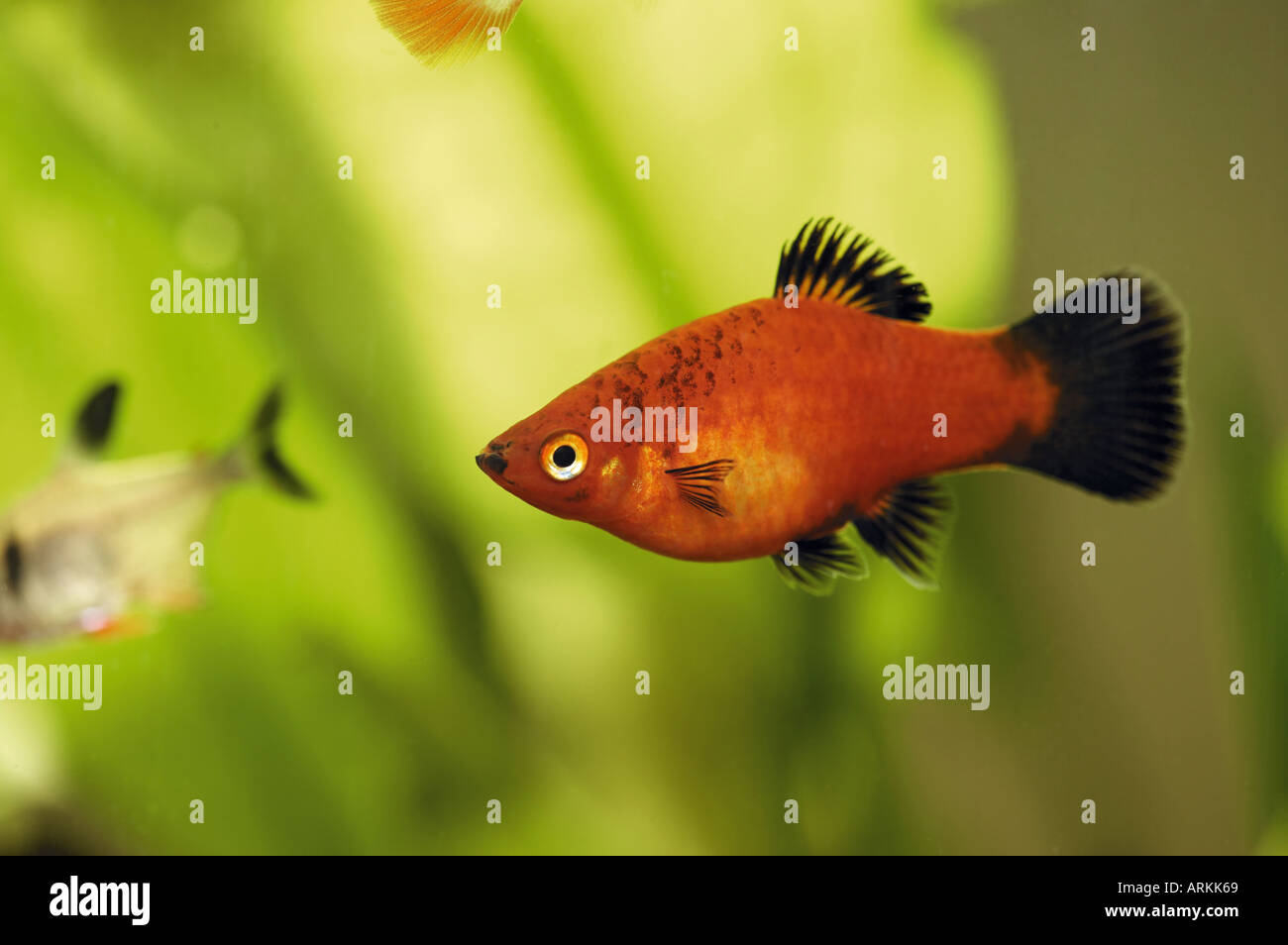 Southern platyfish xiphophorus maculatus immagini e fotografie stock ad ...