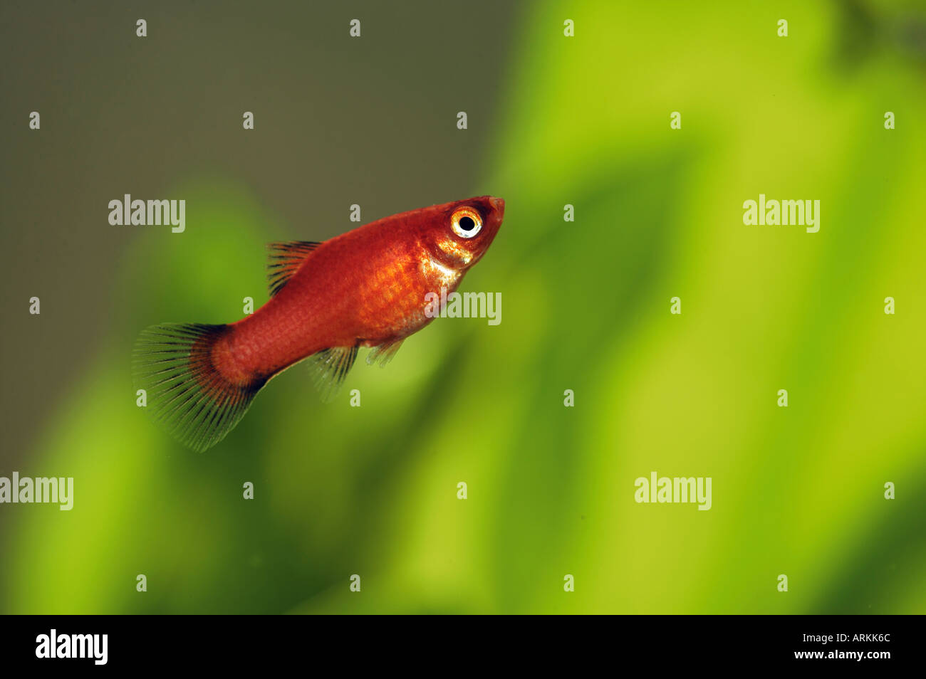 Southern platyfish xiphophorus maculatus immagini e fotografie stock ad ...