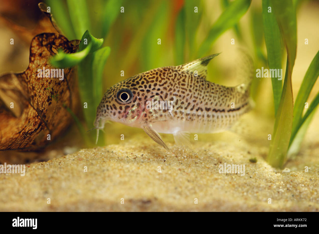 Pesce gatto leopardo immagini e fotografie stock ad alta risoluzione ...