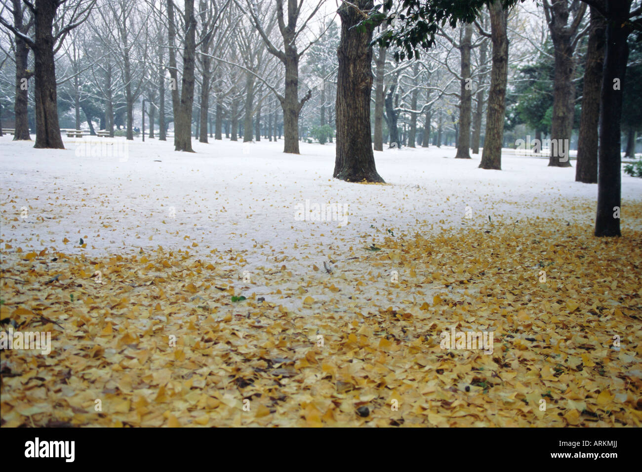 Yoyogi koen immagini e fotografie stock ad alta risoluzione - Alamy