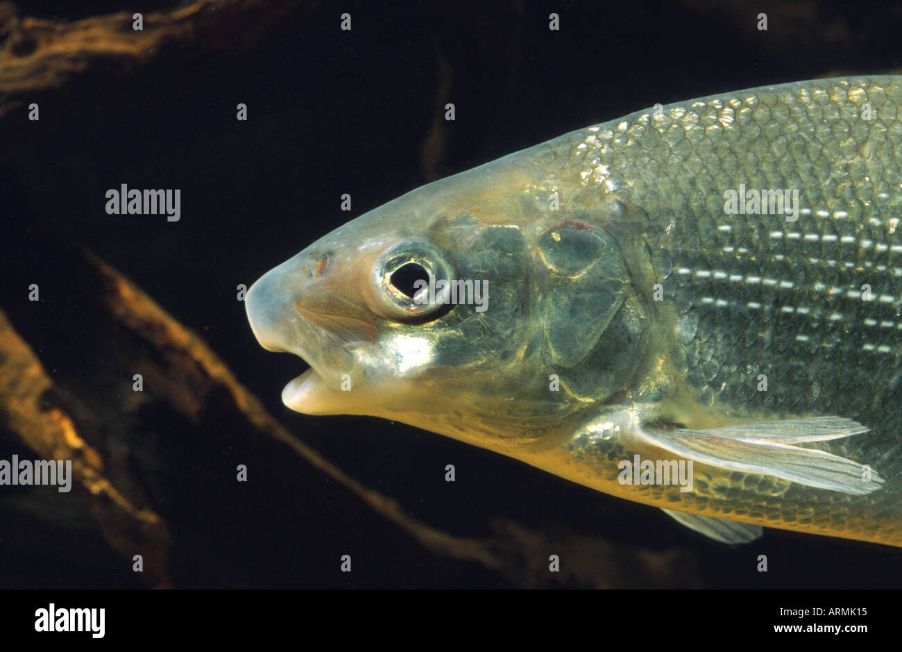 Coregonus lavaretus lavaretus immagini e fotografie stock ad alta ...