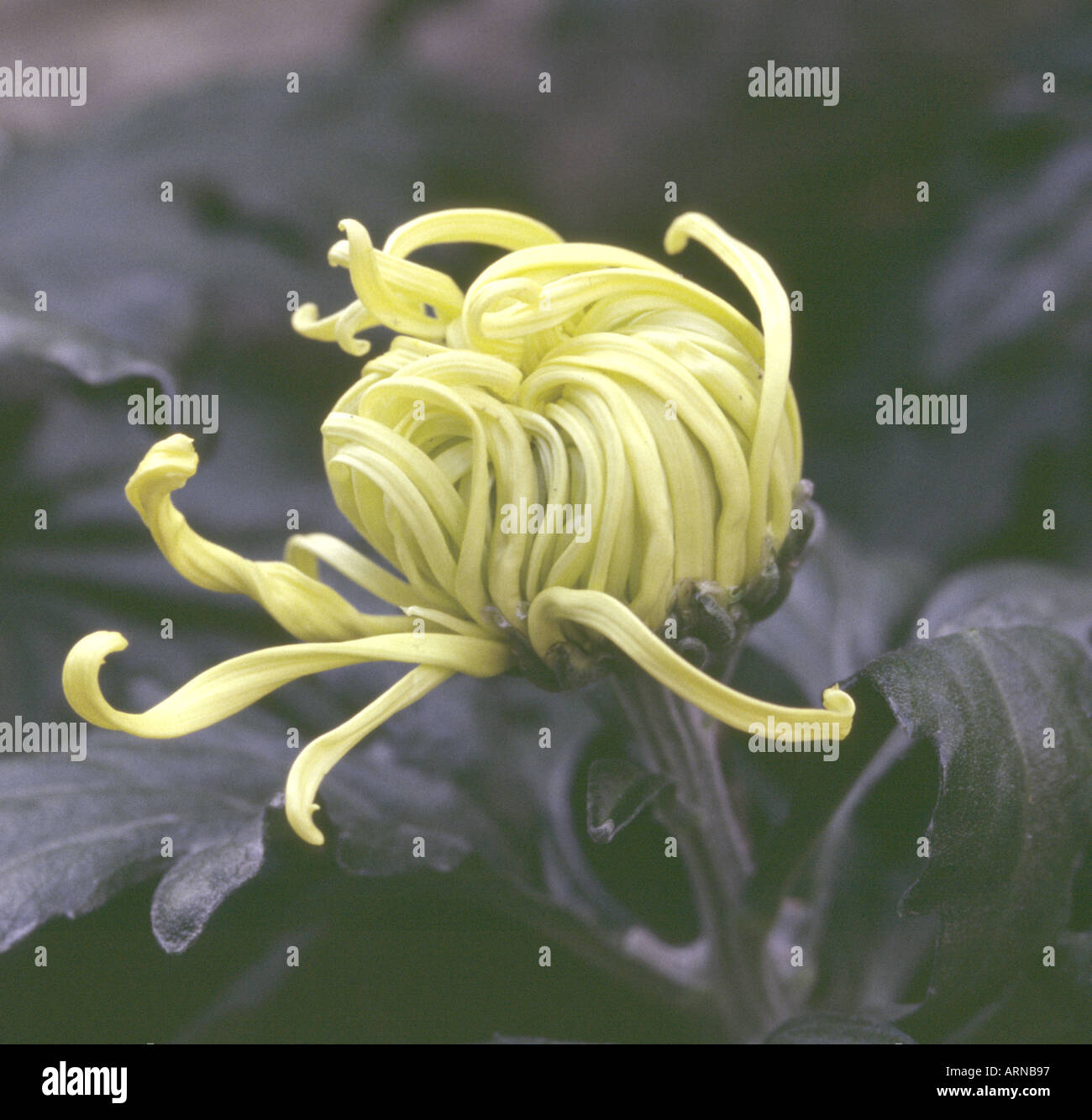 Spider chrysanthemum yellow flower immagini e fotografie stock ad alta ...