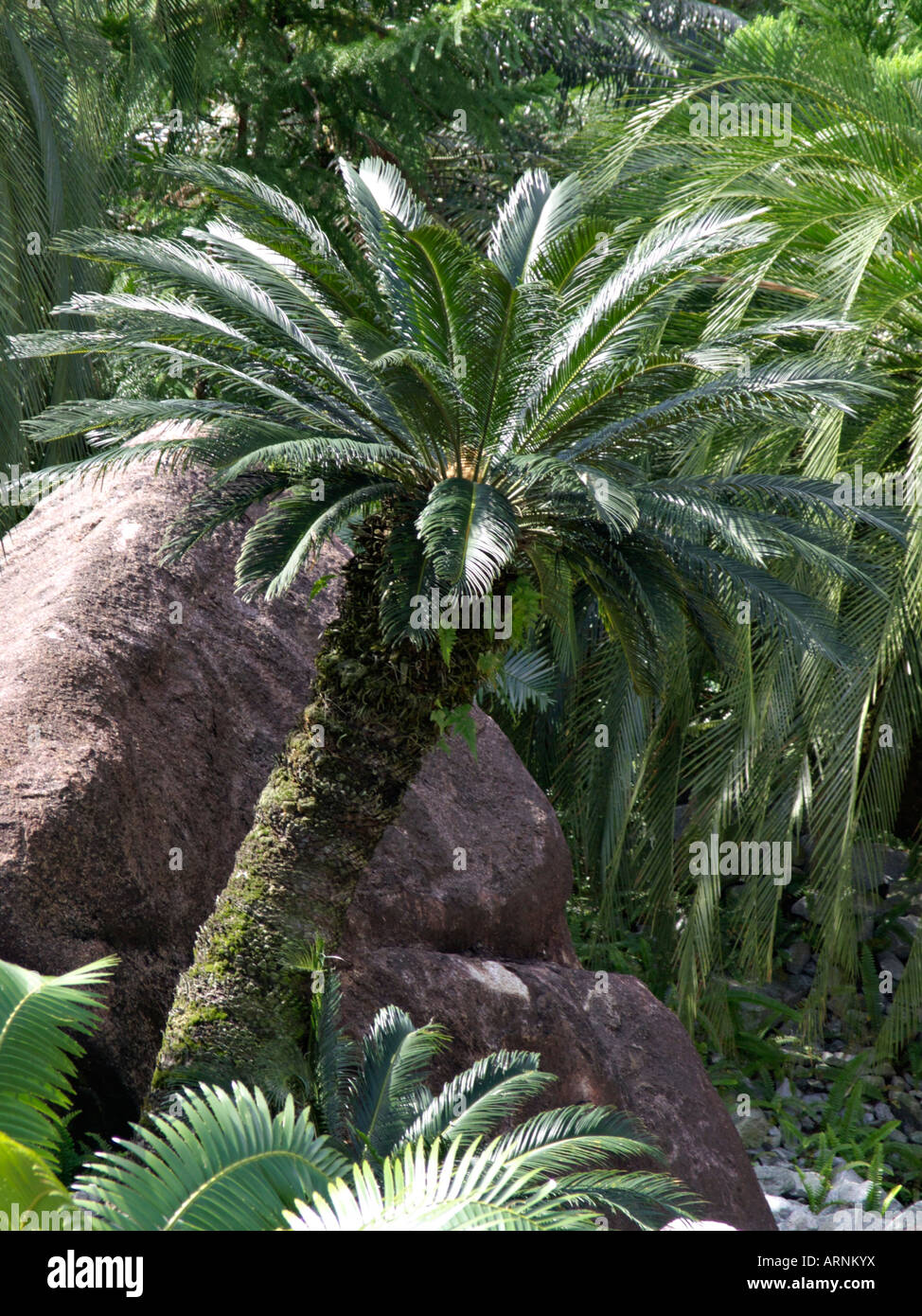 Pianta revoluta immagini e fotografie stock ad alta risoluzione - Alamy