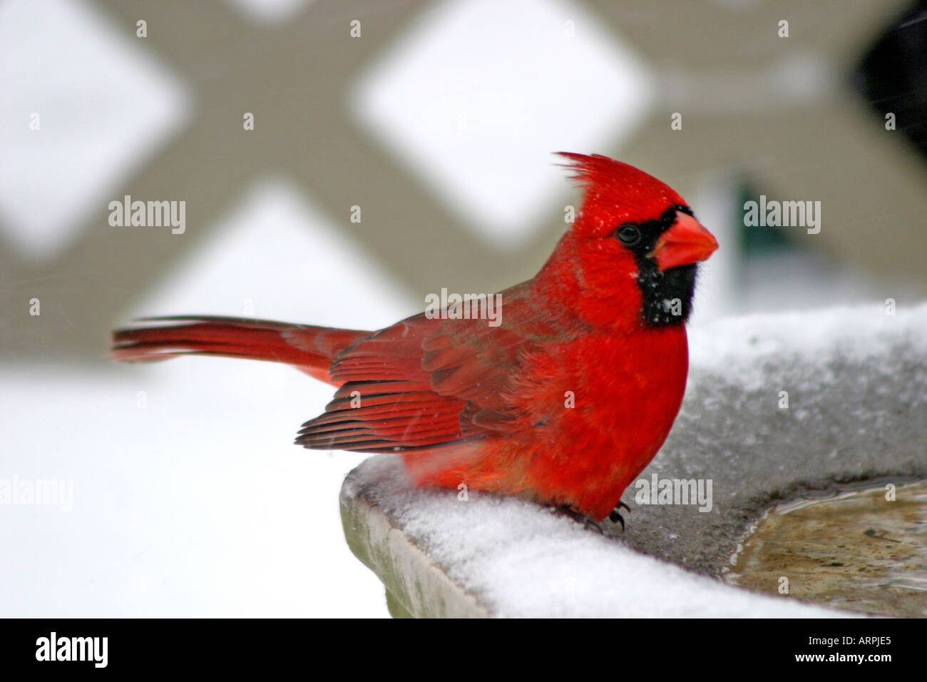 Cardinale maschio immagini e fotografie stock ad alta risoluzione - Alamy