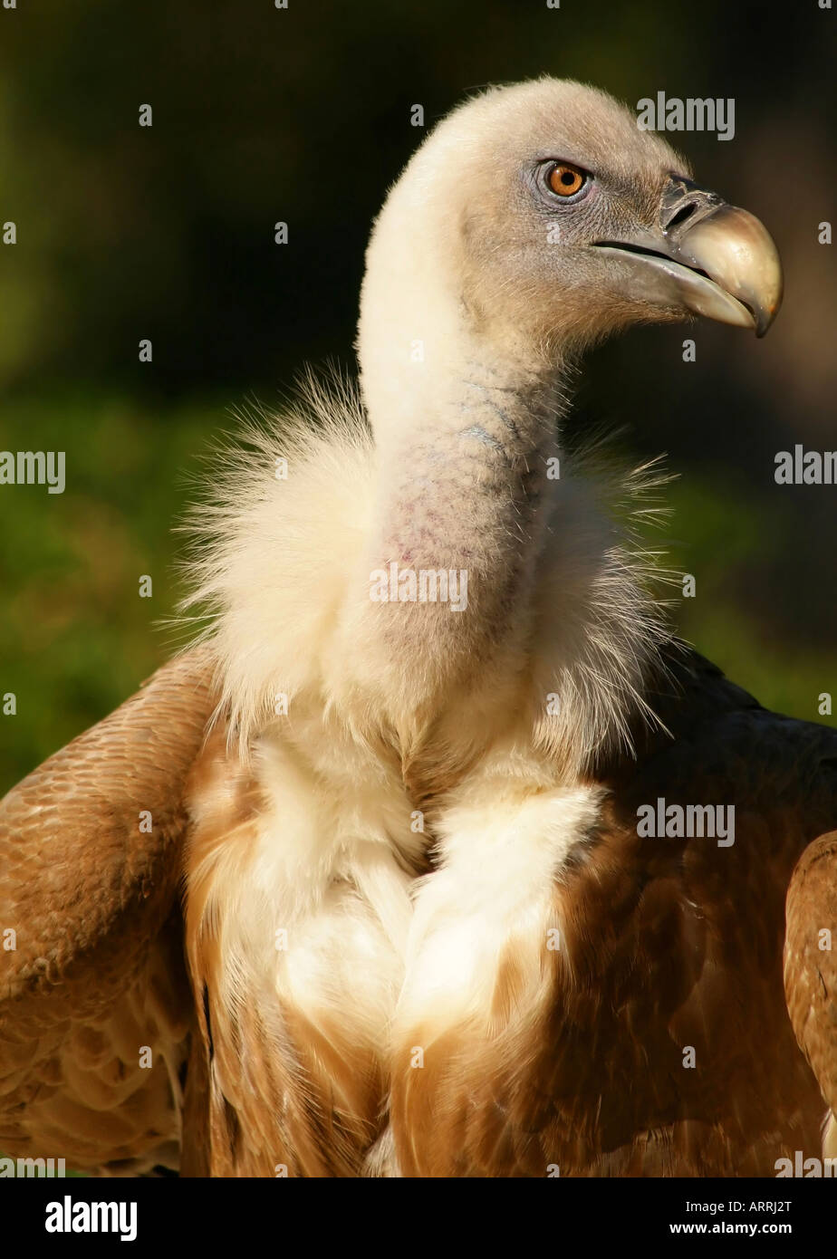Grifone eurasiatico immagini e fotografie stock ad alta risoluzione - Alamy