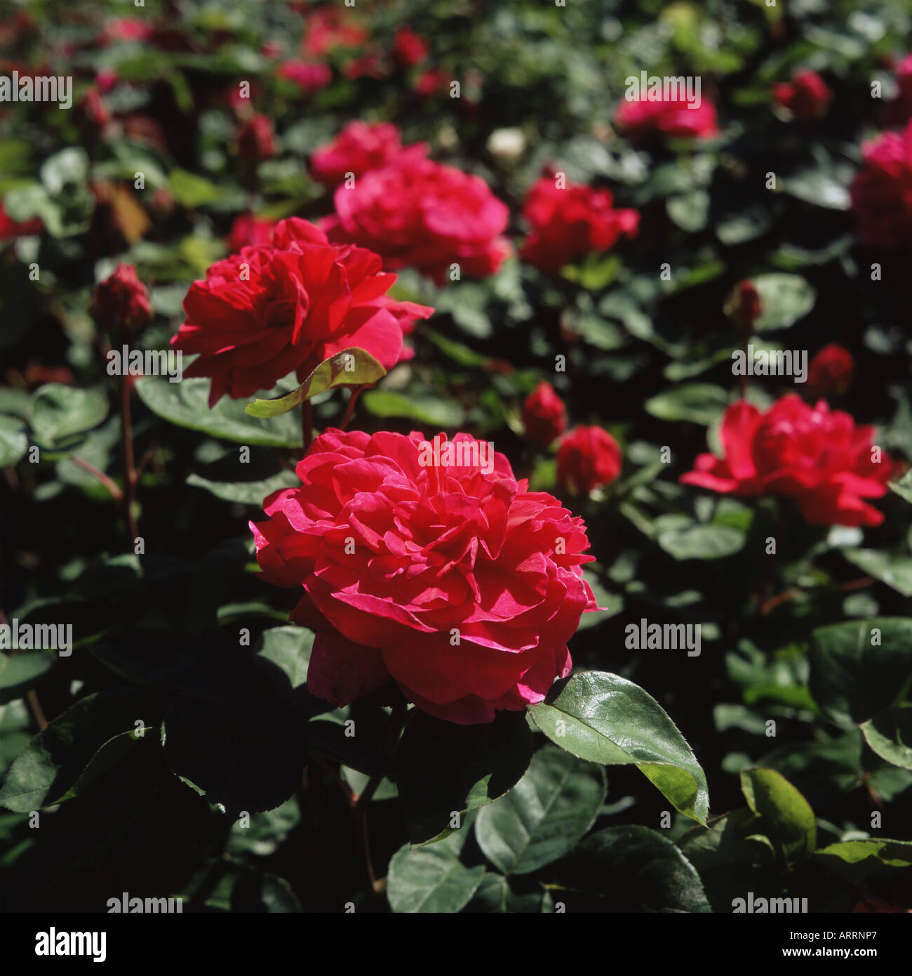 Cespuglio di rose rosse immagini e fotografie stock ad alta risoluzione ...