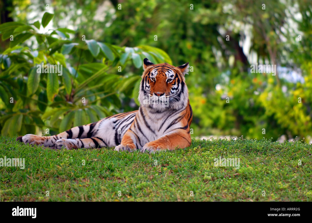 Tigre del bengala immagini e fotografie stock ad alta risoluzione - Alamy