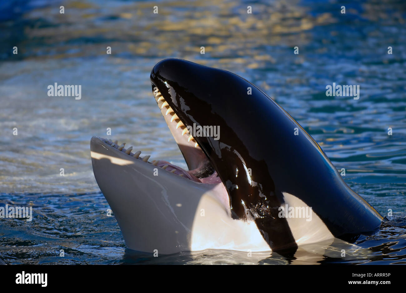 Orca jumping sea immagini e fotografie stock ad alta risoluzione - Alamy