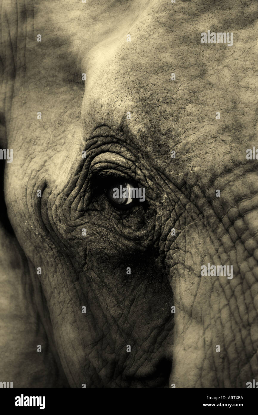 Colpo alla testa stretto lunatico immagini e fotografie stock ad alta ...