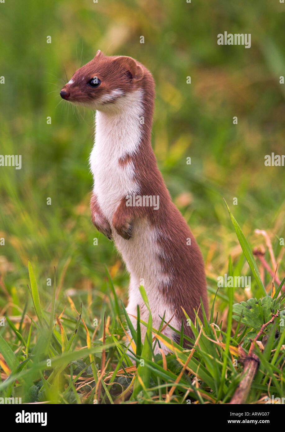 Alert donnola,, Mustela nivalis, in piedi sulle zampe posteriori Foto ...
