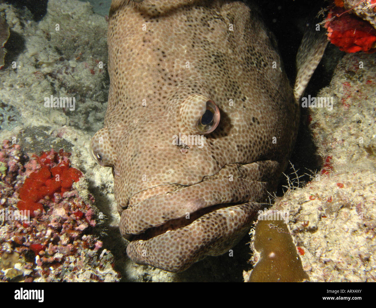 Grande cernia bruna immagini e fotografie stock ad alta risoluzione - Alamy