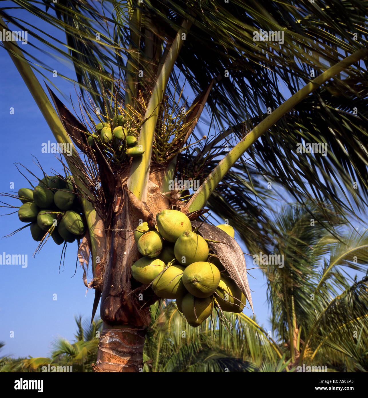 Salire su palme da cocco immagini e fotografie stock ad alta ...