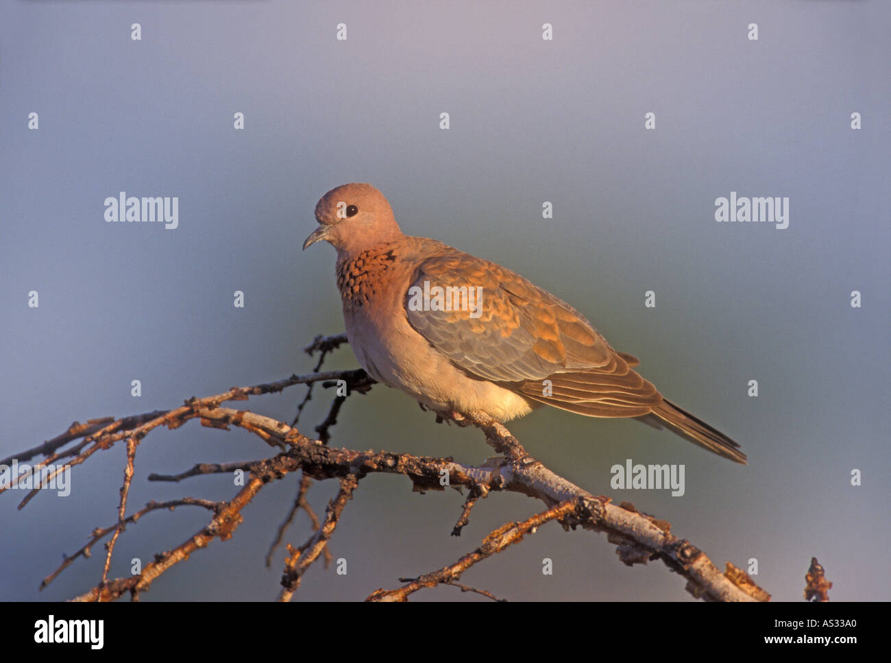 Ridendo o colomba di palma immagini e fotografie stock ad alta ...