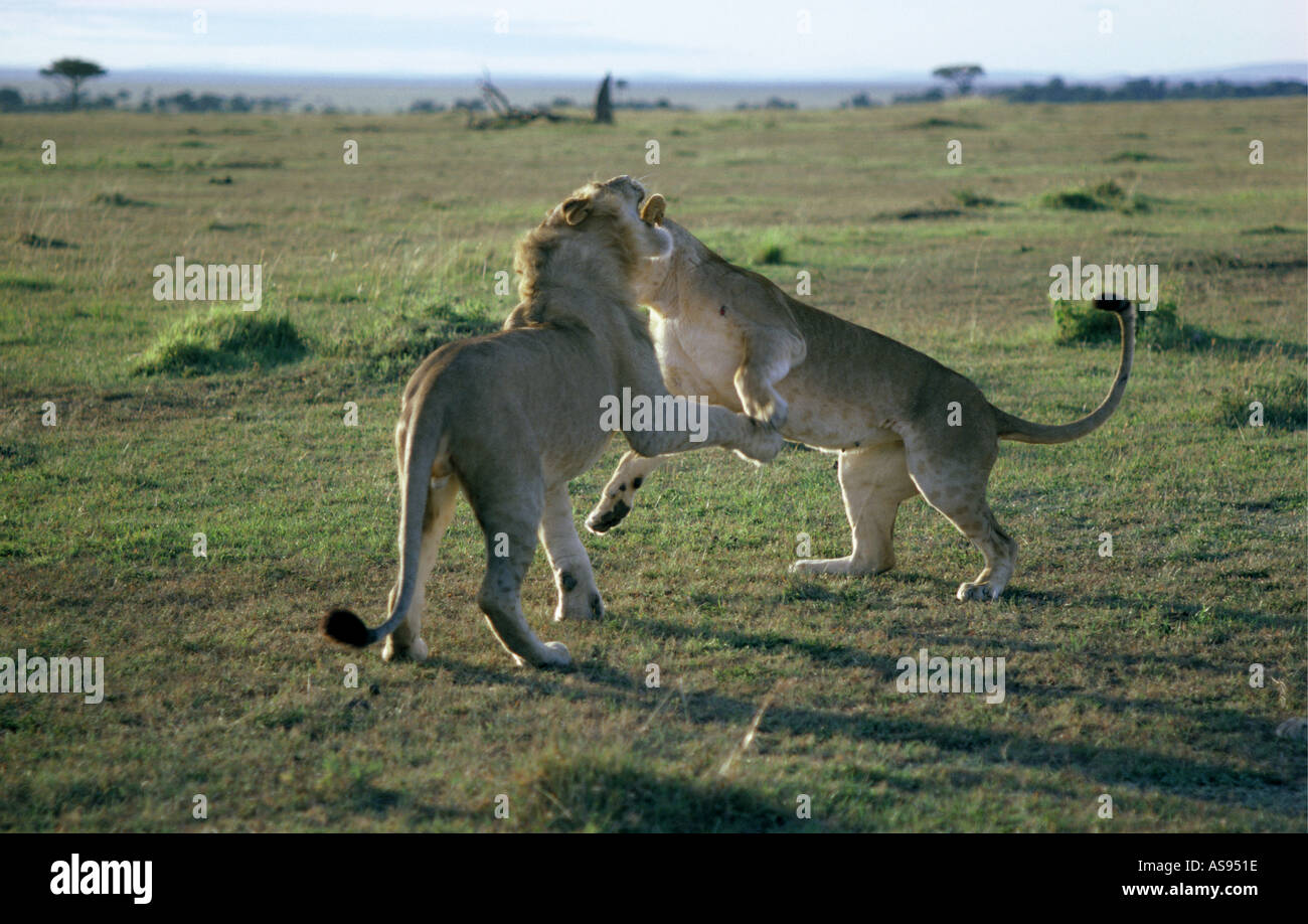 Fighting with a lion immagini e fotografie stock ad alta risoluzione ...