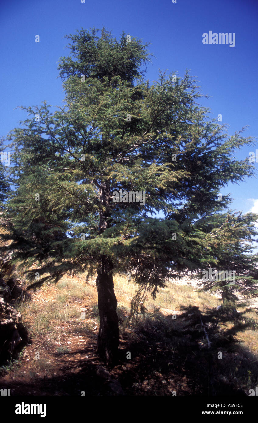 Albero di cedro del libano immagini e fotografie stock ad alta ...