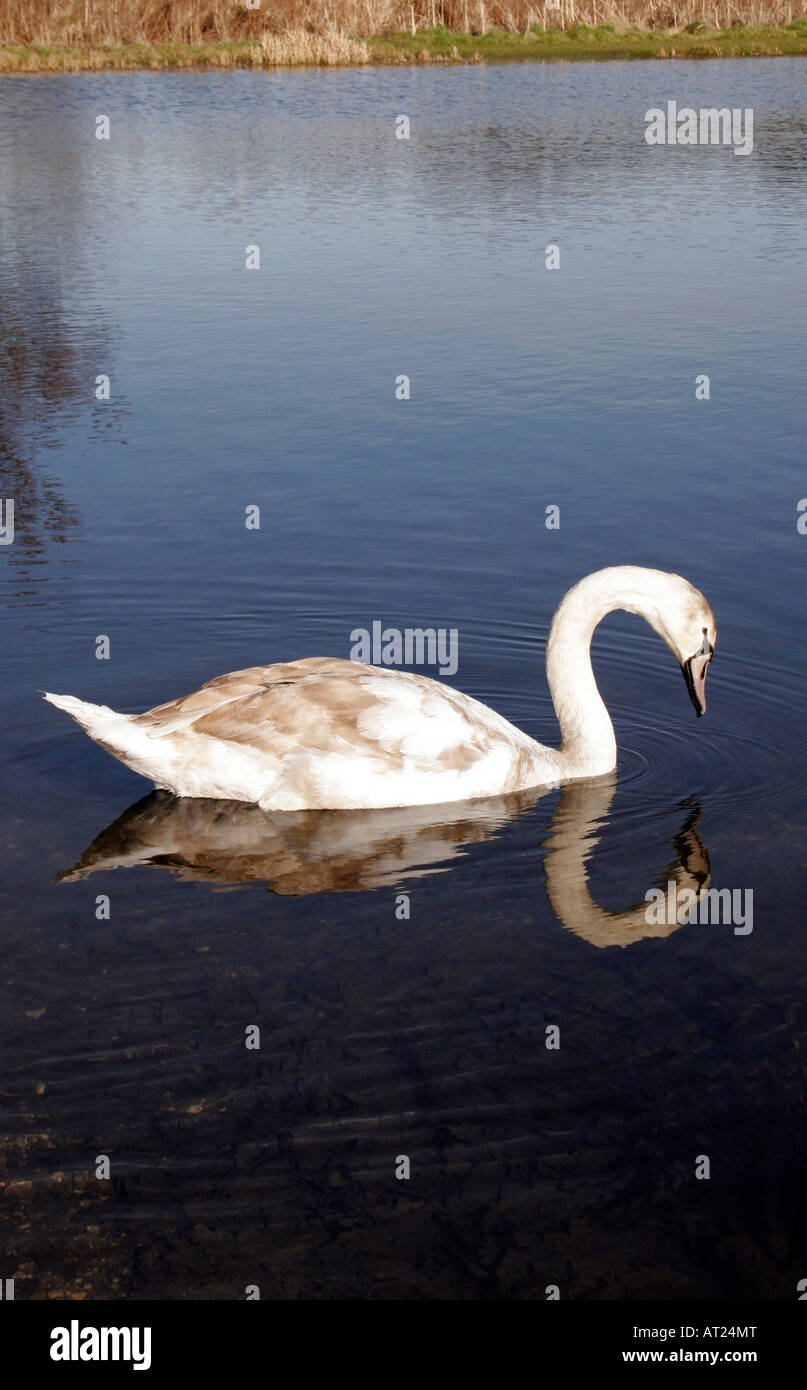 Cigno muto cigno immagini e fotografie stock ad alta risoluzione - Alamy