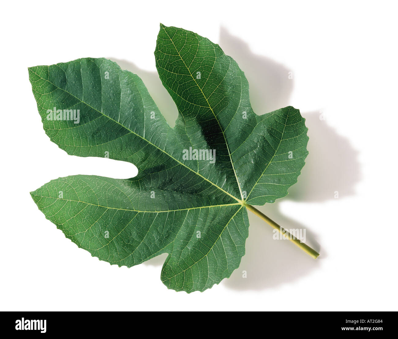 Immagini di fico immagini e fotografie stock ad alta risoluzione - Alamy