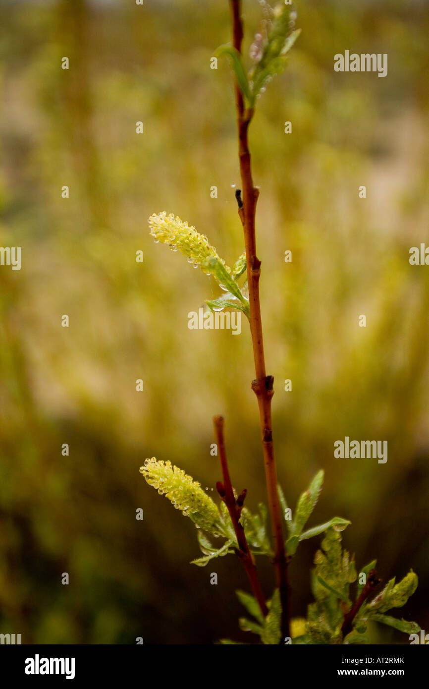 Salix lasiolepis immagini e fotografie stock ad alta risoluzione - Alamy