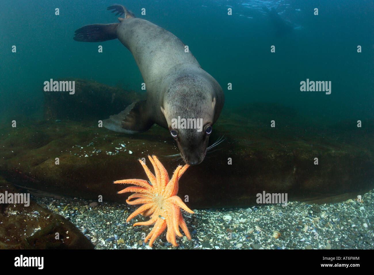 Nx0442-D. Steller leoni marini, Eumetopias jubatus. giocando con stelle ...