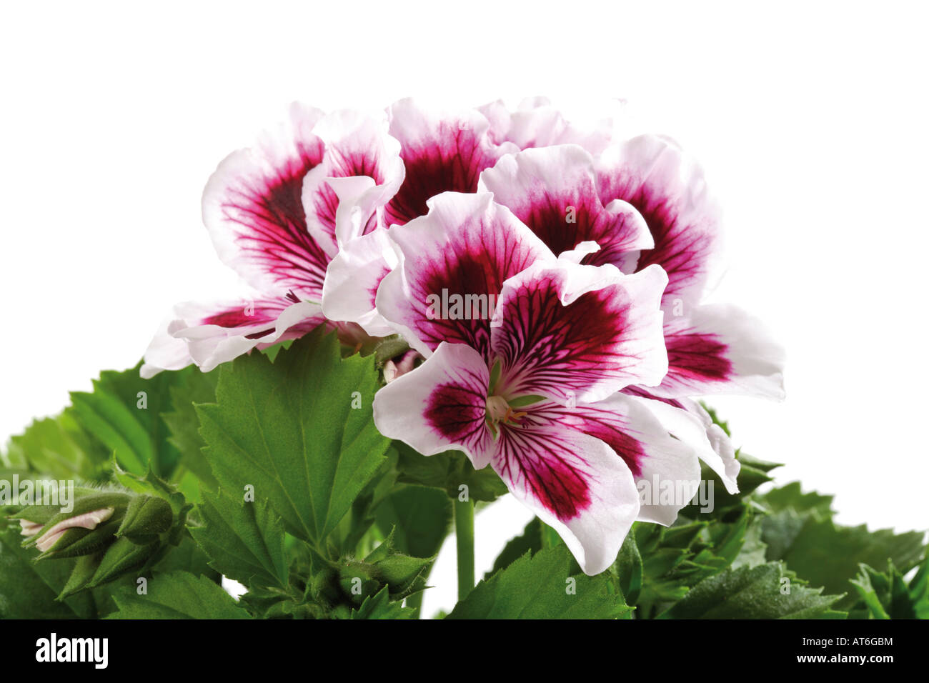 Pianta di geranio in fiore immagini e fotografie stock ad alta ...