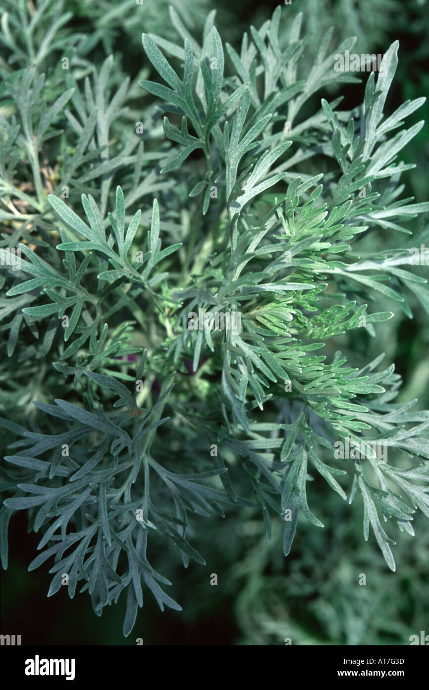 Artemisia powis castle immagini e fotografie stock ad alta risoluzione ...