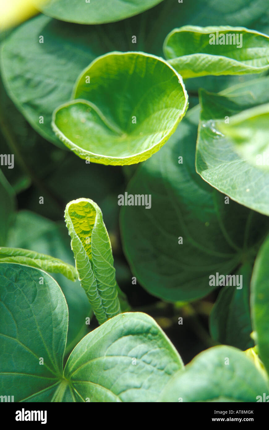 Pianta medicinale hawaiana immagini e fotografie stock ad alta ...