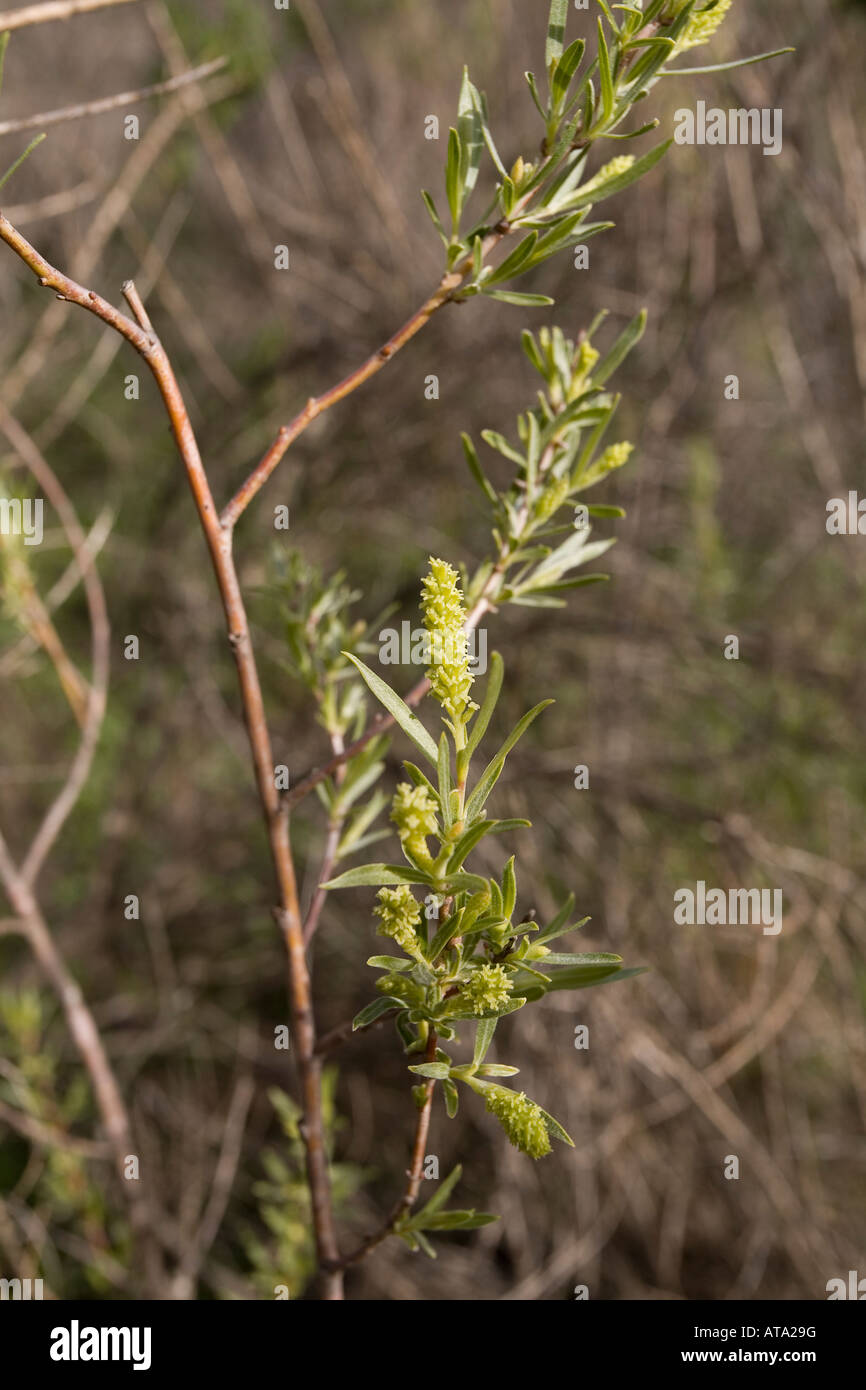 Salix lasiolepis immagini e fotografie stock ad alta risoluzione - Alamy