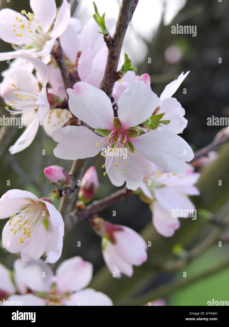 Prunus species immagini e fotografie stock ad alta risoluzione - Alamy