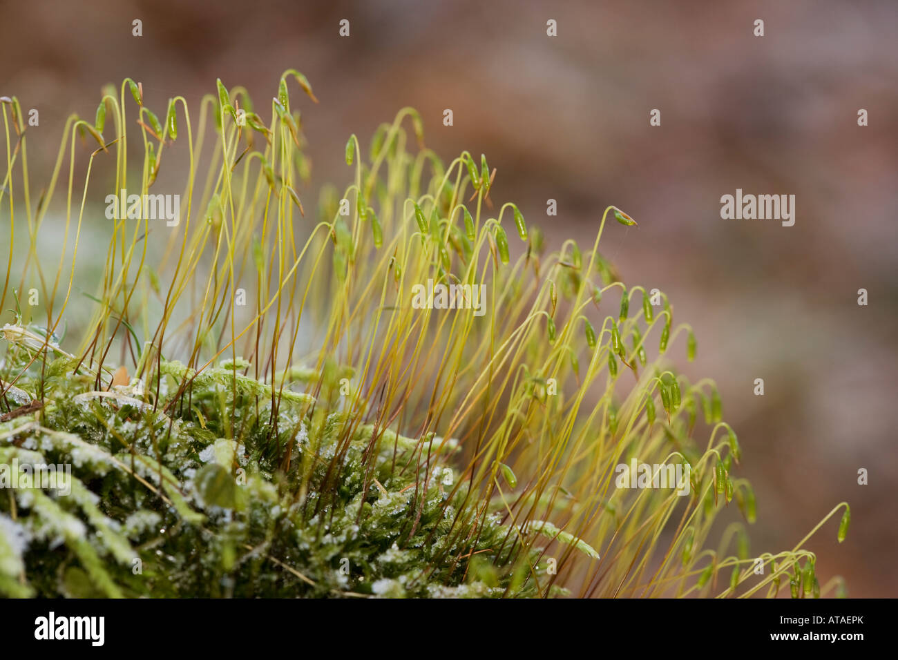 Spore Capsule Immagini e Fotos Stock - Alamy