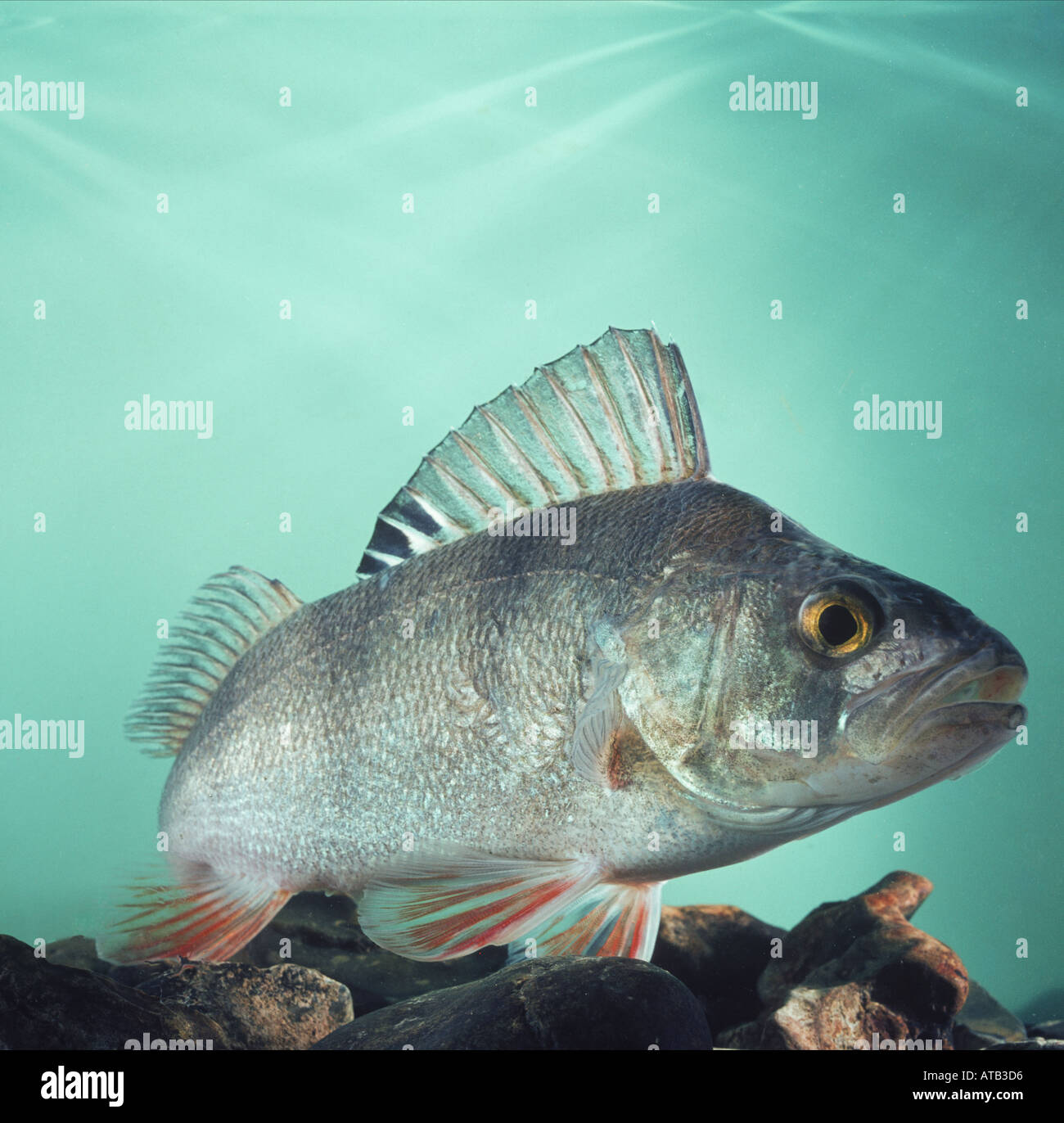 Pesce persico sott'acqua immagini e fotografie stock ad alta ...