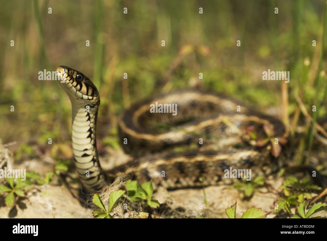 Serpente di erba balcanica natrix natrix persa immagini e fotografie ...