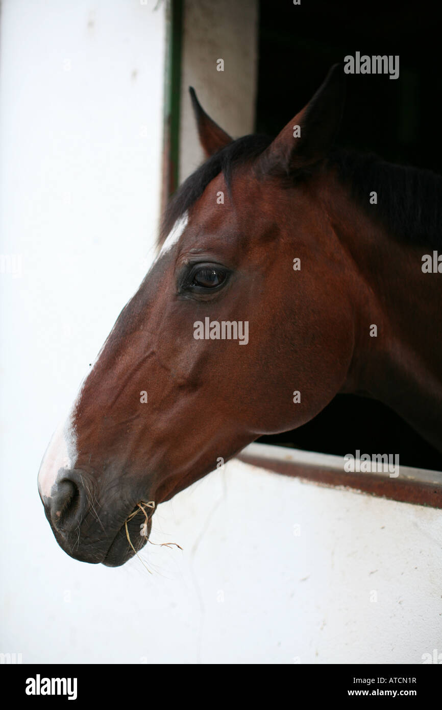 Cavallo nel box immagini e fotografie stock ad alta risoluzione - Alamy