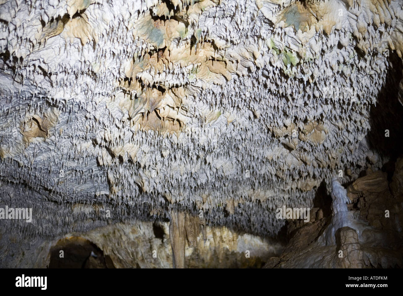 Scheletro di orso delle caverne immagini e fotografie stock ad alta ...