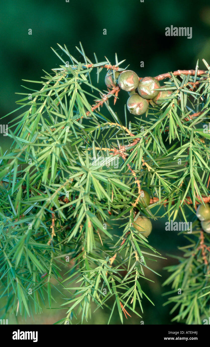 Arbusti di ginepro immagini e fotografie stock ad alta risoluzione - Alamy