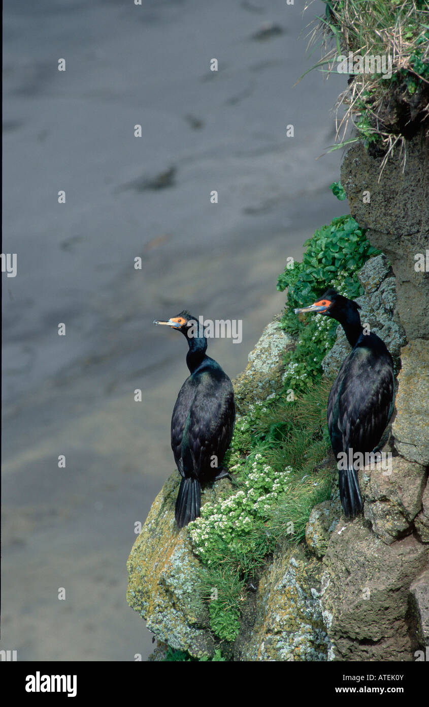 Coppia di cormorani a doppia cresta immagini e fotografie stock ad alta ...