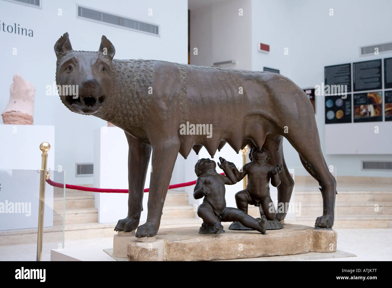 Roma lupo immagini e fotografie stock ad alta risoluzione - Alamy