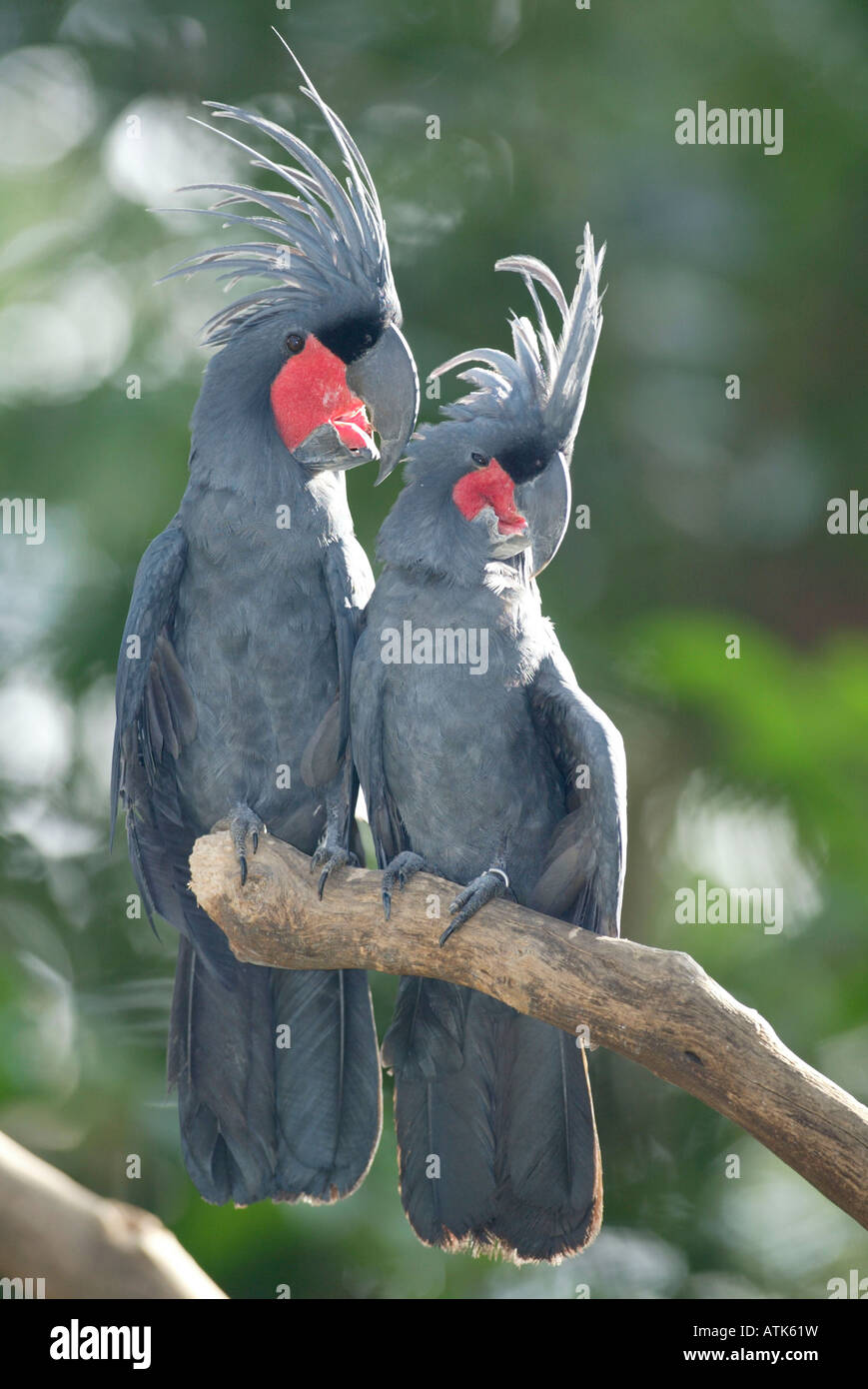 Coppia di cacatua nero immagini e fotografie stock ad alta risoluzione ...