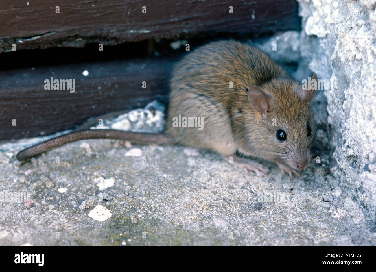 Topo del tetto immagini e fotografie stock ad alta risoluzione - Alamy