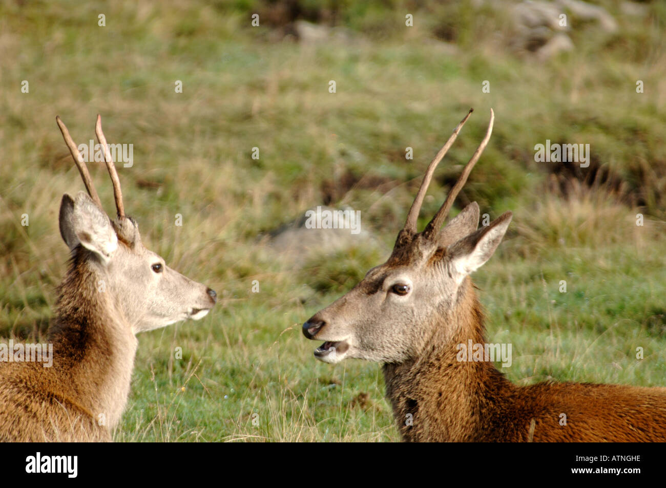Paesi britannici senza la scozia immagini e fotografie stock ad alta ...
