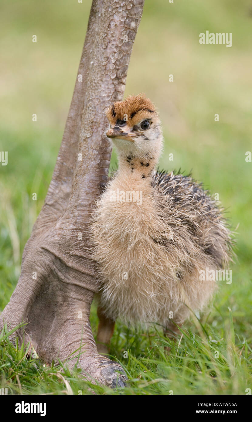 Madre di struzzo immagini e fotografie stock ad alta risoluzione - Alamy